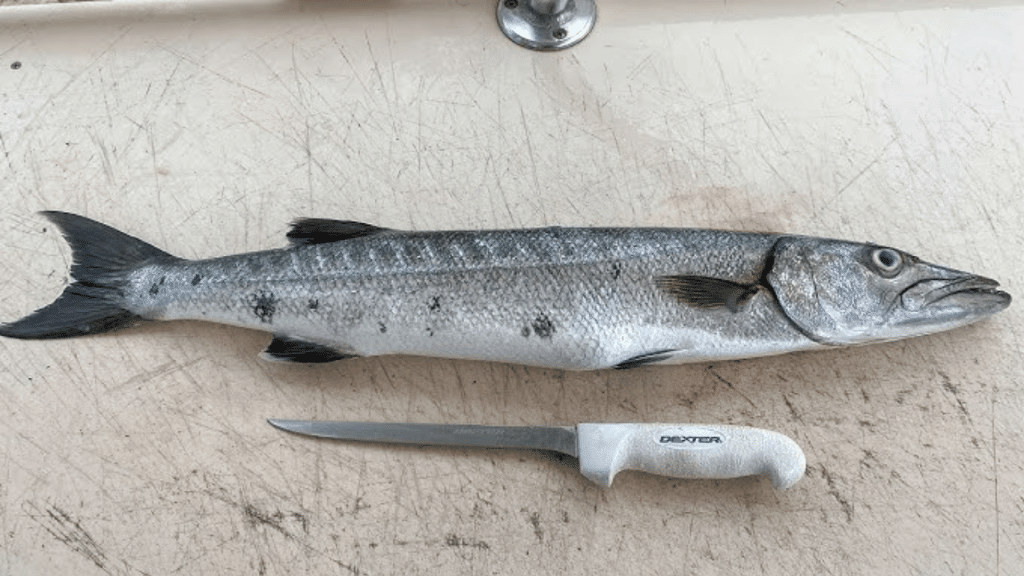 Is Barracuda Safe to Eat and Does It Really Taste Good? - Eat Thrive Glow