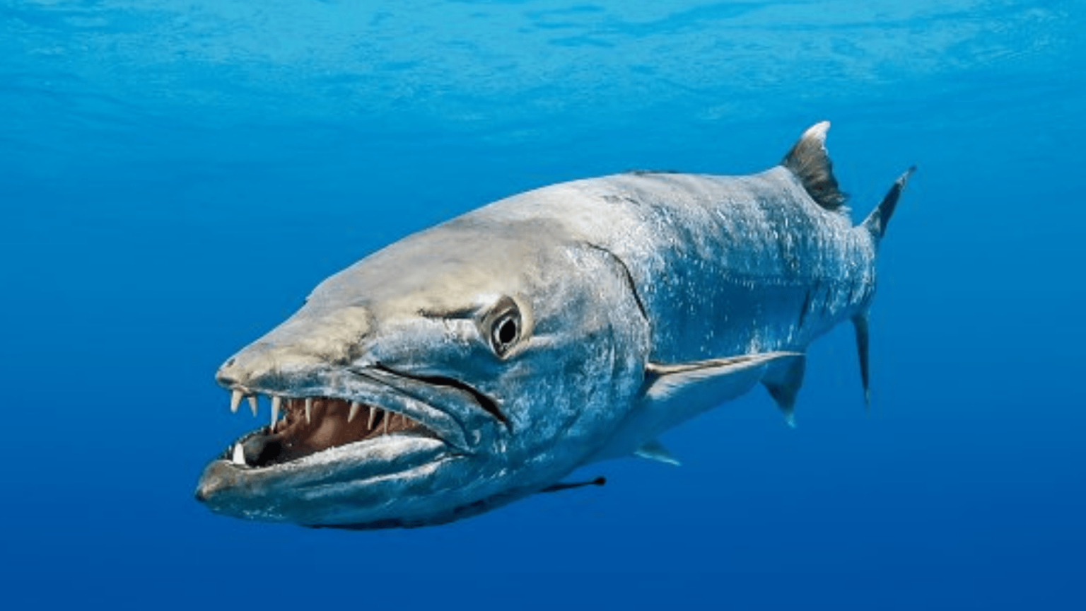 Is Barracuda Safe to Eat and Does It Really Taste Good? - Eat Thrive Glow